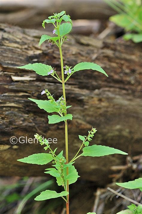 Scutellaria Lateriflora Photos Saskatchewan Wildflowers