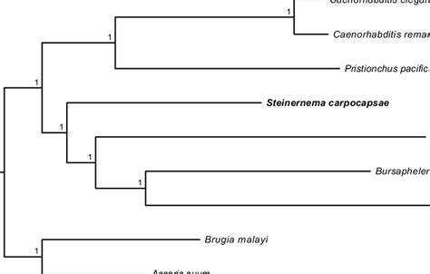 Bayesian Phylogenetic Tree Reconstructed From The Concatenated Download Scientific Diagram
