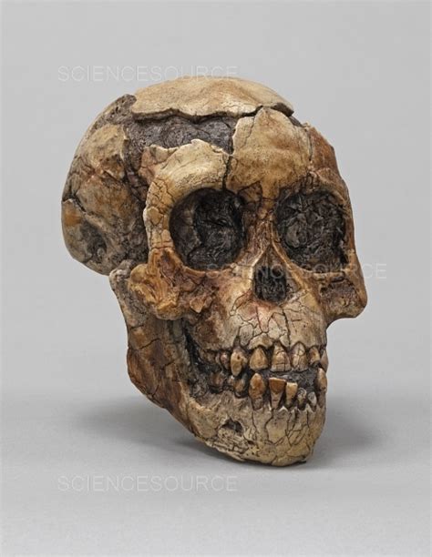 Australopithecus Anamensis Skull