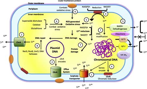 Schematic Depiction Of Chromium Resistance And Toxicology In Bacterial Download Scientific