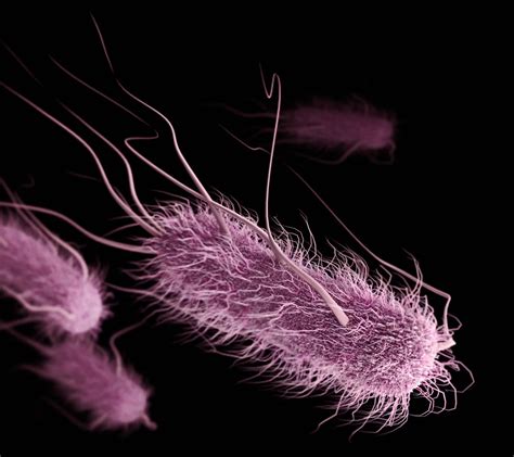 We The Bacteria Notes Toward Biotic Architecture Announcements E Flux