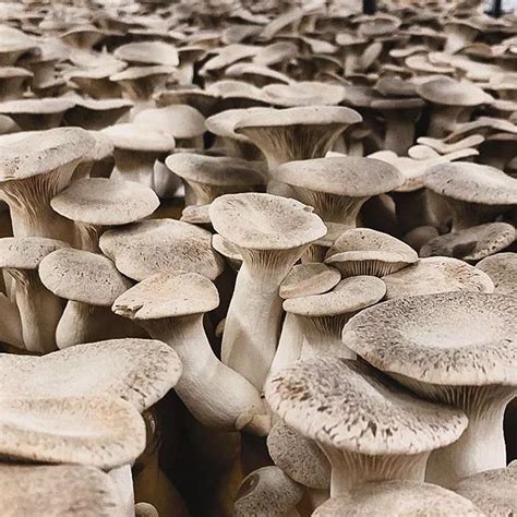 Mycopia Mushrooms