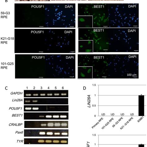 Pdf Tumorigenicity Studies Of Induced Pluripotent Stem Cell Ipsc