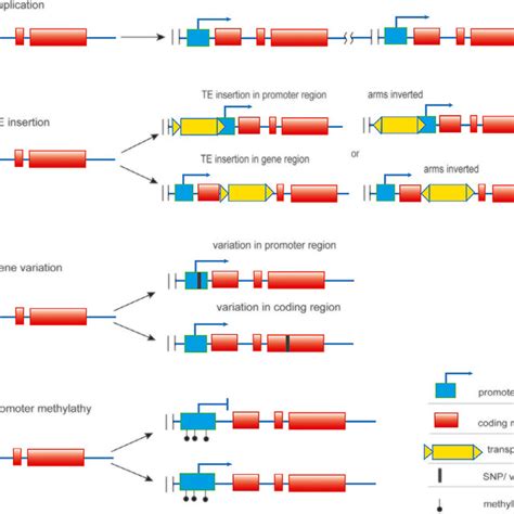 Pdf Advances In Genomic Transcriptomic And Metabolomic Analyses Of Fruit Quality In Fruit Crops