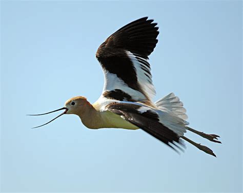 Avocet Co Photograph By Diana Douglass Fine Art America