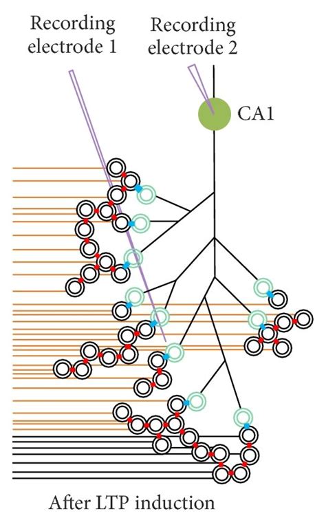 Illustration Explaining Long Term Potentiation LTP Based On The Download Scientific Diagram