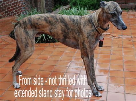How Skinny Should A Greyhound Be