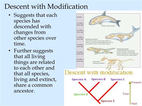 descent with modification