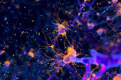 Astrocyte Receptors Impact Memory Differently In Men And Women Neuroscience News