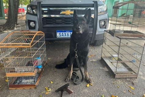 Ceará Tem Aumento Nas Prisões Por Crime Ambiental