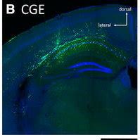 Transplanted Cells Are Able To Reach The Binocular Visual Cortex A B Download Scientific