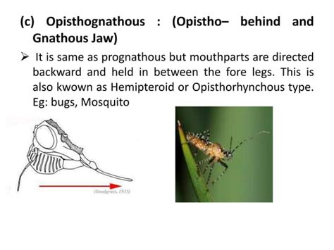 Body Segmentation Of Insect And Head Pptx Beekeeping Hobbies