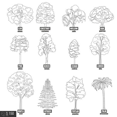 Cad Trees Plants And Birds With Names Bundle Toffu Co
