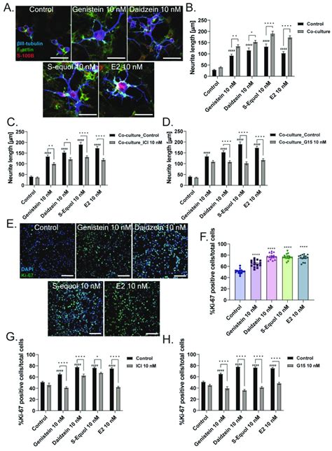 Isoflavones Affect Neuritogenesis Through Enhanced Neuron Glia