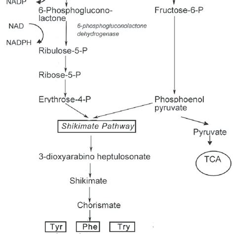 Biosynthesis Of Phenol Compounds In The Pentose Phosphate Shikimate