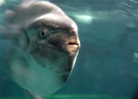 Mola Fish Have Been Introduced To A Beel Swamp In Bangladesh In A Bid