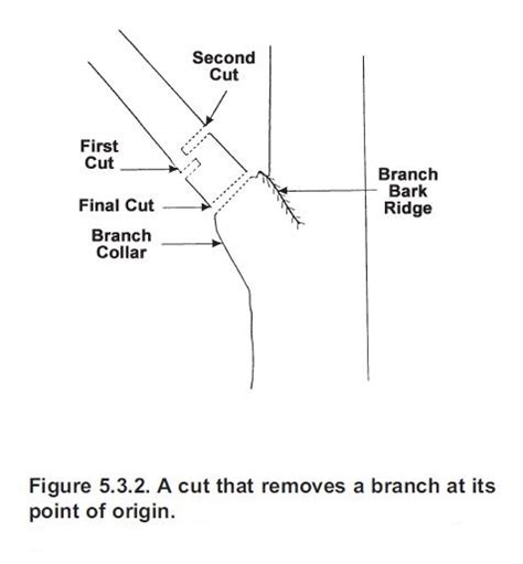 Tree Pruning Methods Tree Care Tips