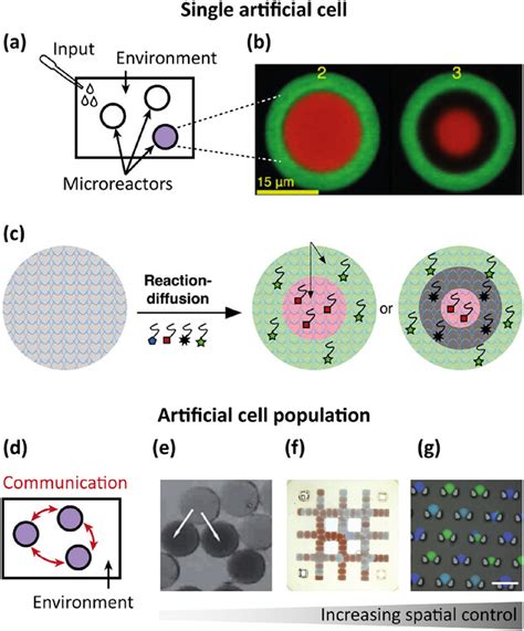 Reactor Design For Chemical Reaction‐diffusion Systems Dúzs
