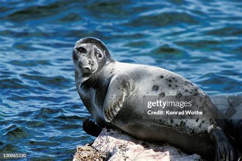 Baikal Seals Photos And Premium High Res Pictures Getty Images