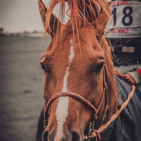 Мал хүртэл маниасаа илүү байншдээ цаана чинь 😂😂 Нандин Халзан