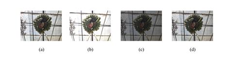 selected samples of data augmentation a original image b enhanced