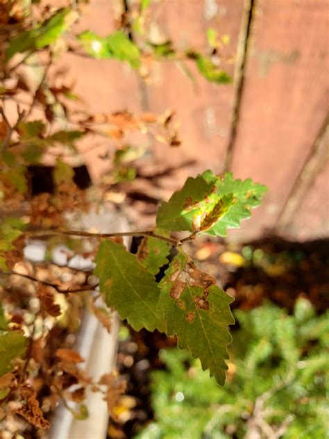 Elm Woes Rplants