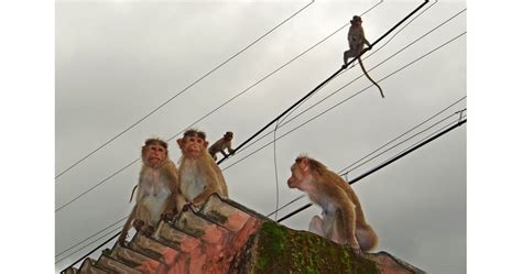 Индия е изправена пред мащабен маймунски терор