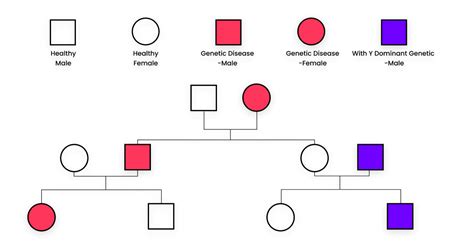 Free Genogram Maker With Free Templates EdrawMax