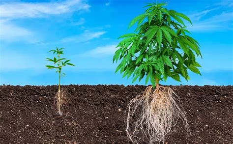 Best Root Stimulators For Cannabis Herbies Seeds