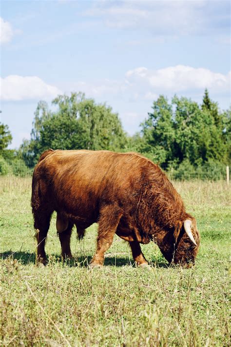 Коровы породы Хайленд (Highland Cattle)