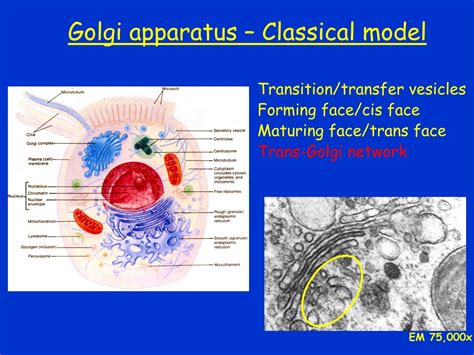 Ppt Overview Of Cell Structure And Function Key Concepts In Cytology