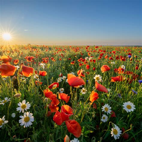 Picha Nzuri Za Maua Na Misemo Mhariri