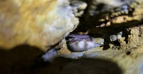 멸종위기 토끼박쥐·붉은박쥐 원주 치악산 같은 동굴서 겨울잠