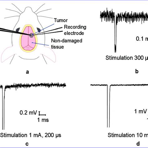 Representative Example Of Fepsp Recording In The Inoculated