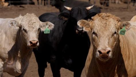 Ai Powered Facial Recognition Can Detect Pinkeye On Beef Cattle Proag