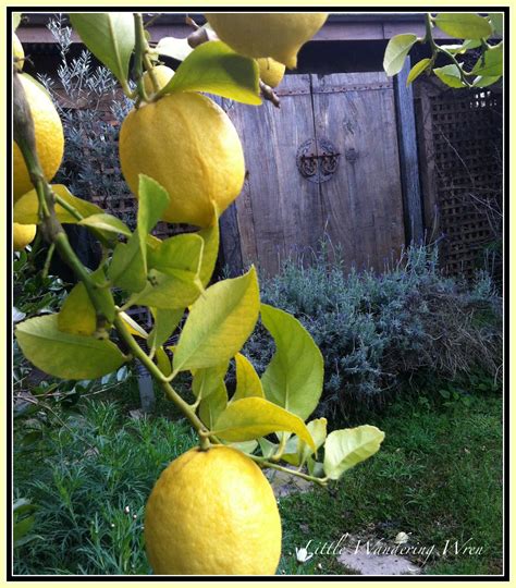 Our Lemon Tree BabeWanderingWren