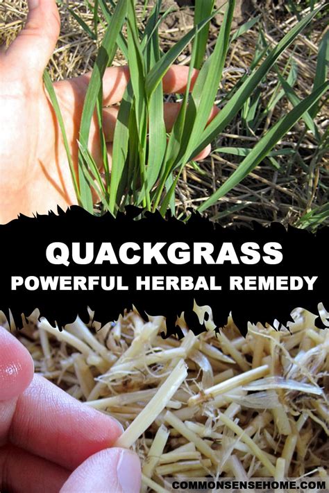Quackgrass Lawn What There Are Benefits To Quack Grass