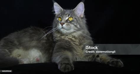 파란 얼룩 무늬 얼룩 무늬 메인 쿤 국내 고양이 검은 배경에 누워 있는 여성 프랑스 노르망디 0명에 대한 스톡 사진 및 기타 이미지 Istock