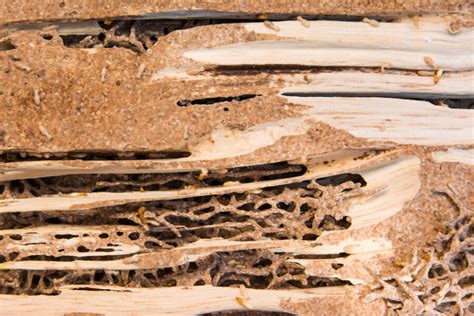 What Causes Termites James River Pest Solutions