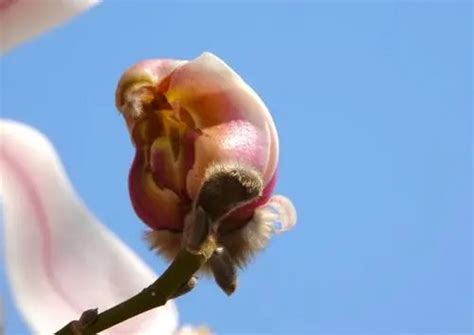 Yulan Magnolia Flowers Just Look Like Beautiful Birds Hasan Jasim