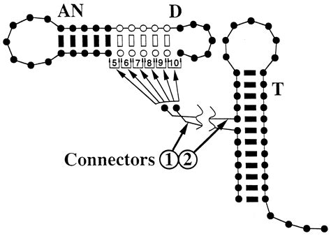 Amber Suppression In Escherichia Coli By Unusual Mitochondria Like