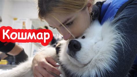 Vlog Что то случилось с Луной Ходит на трёх лапах Надо зашивать Youtube