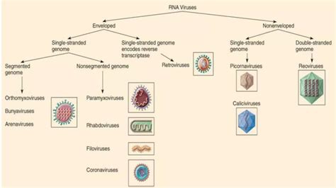 Viruses Morphology And Classification Pptx