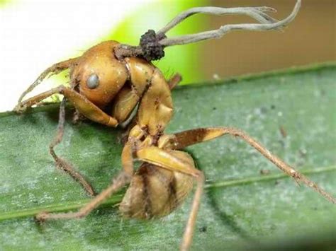 The Zerg Are Taking Over The Minds Of Ants