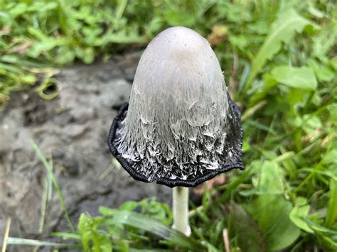 Coprinus Comatus