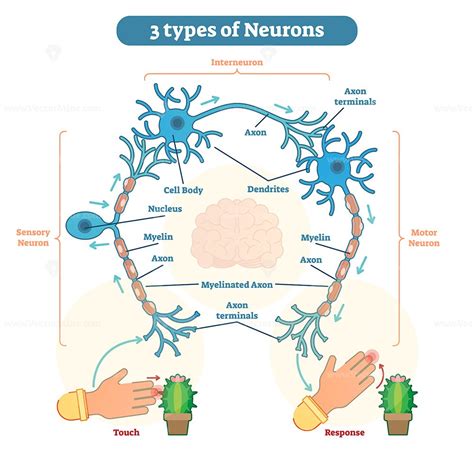 Sensory Neuron Labeled Synapse