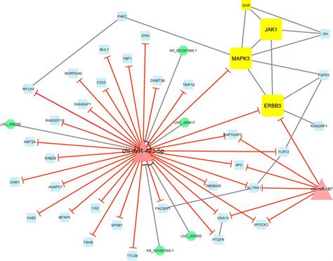 Module 4 5 Lncrnas 2 Mirnas And 37 Mrnas In An Interacted Network