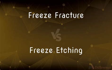 Freeze Fracture Vs Freeze Etching Whats The Difference