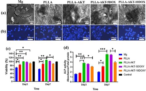 A SEM Images B DAPI Staining C Cell Viability And D ALP Download Scientific Diagram