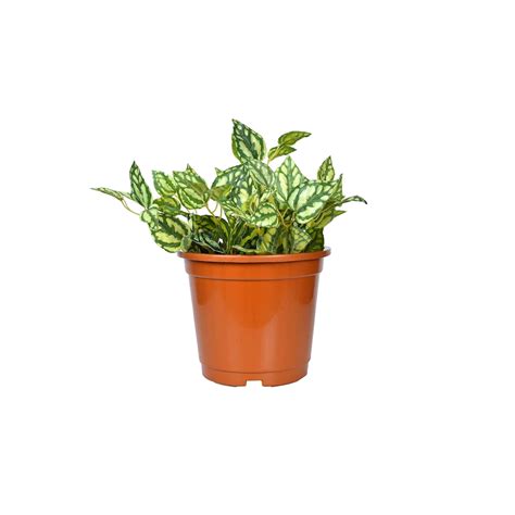 ültető Cserép 29cm Virágcserép Növényápolás Kert